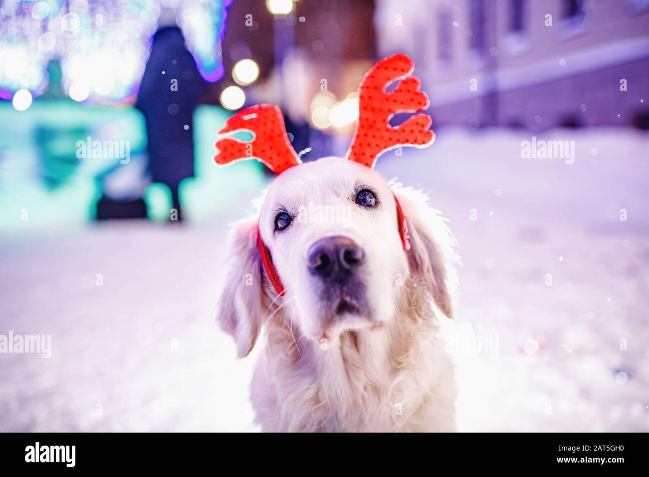 Labrador retriever dog in role of deer with red horns in evening winter ...