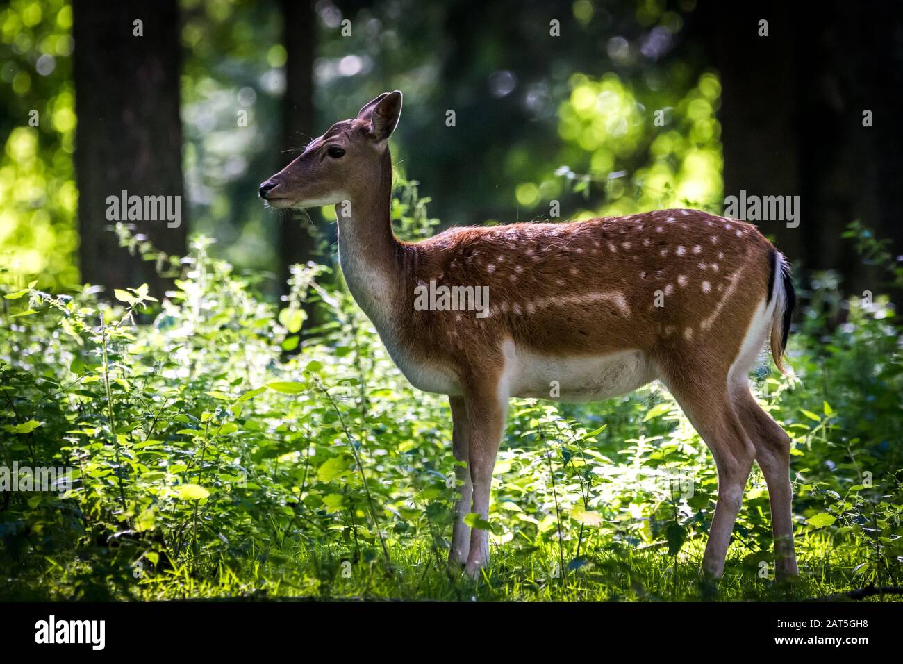 Whitetail deer tree spring hi-res stock photography and images - Alamy
