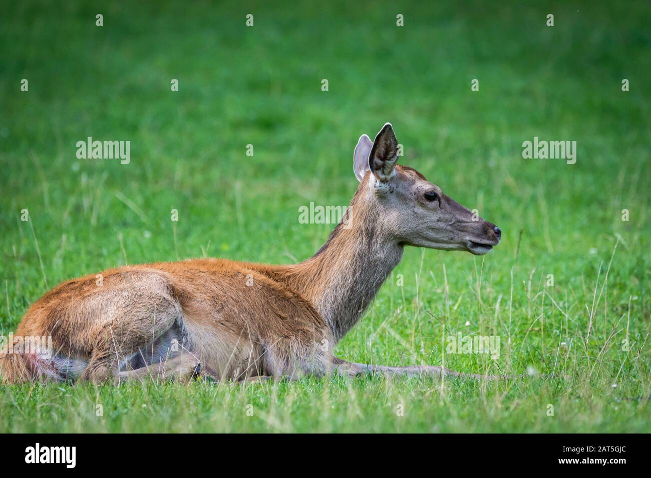 Fallow Deer sitting on meadow Stock Photo - Alamy
