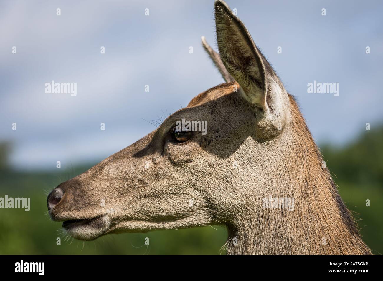 Deer Face Side