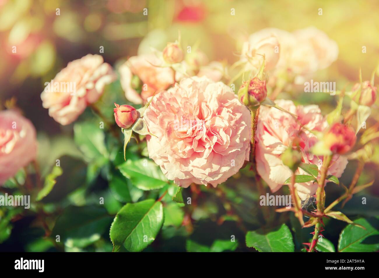 Beautiful nature scene with spring pink flowers background with sun ...