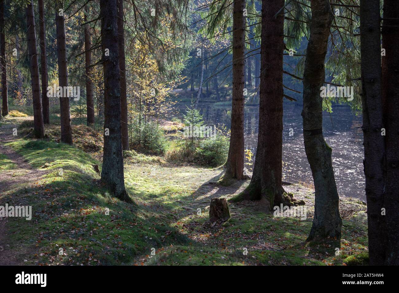 Tree roots on path hi-res stock photography and images - Alamy