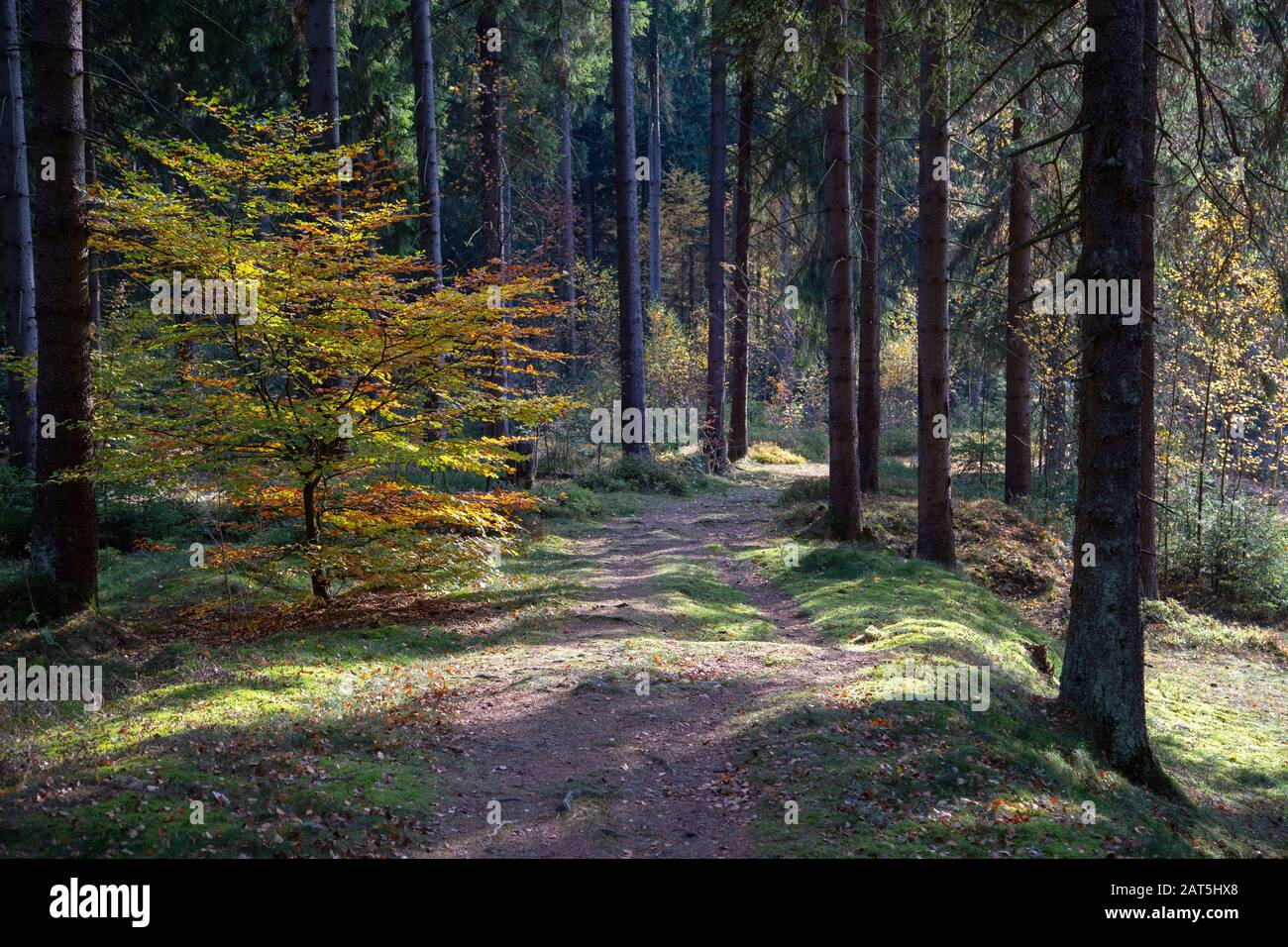 Hiking trail with tree roots in the forest hi-res stock photography and ...