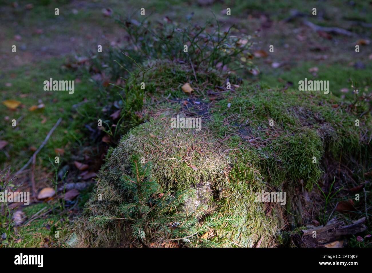 Moss on tree roots hi-res stock photography and images - Alamy