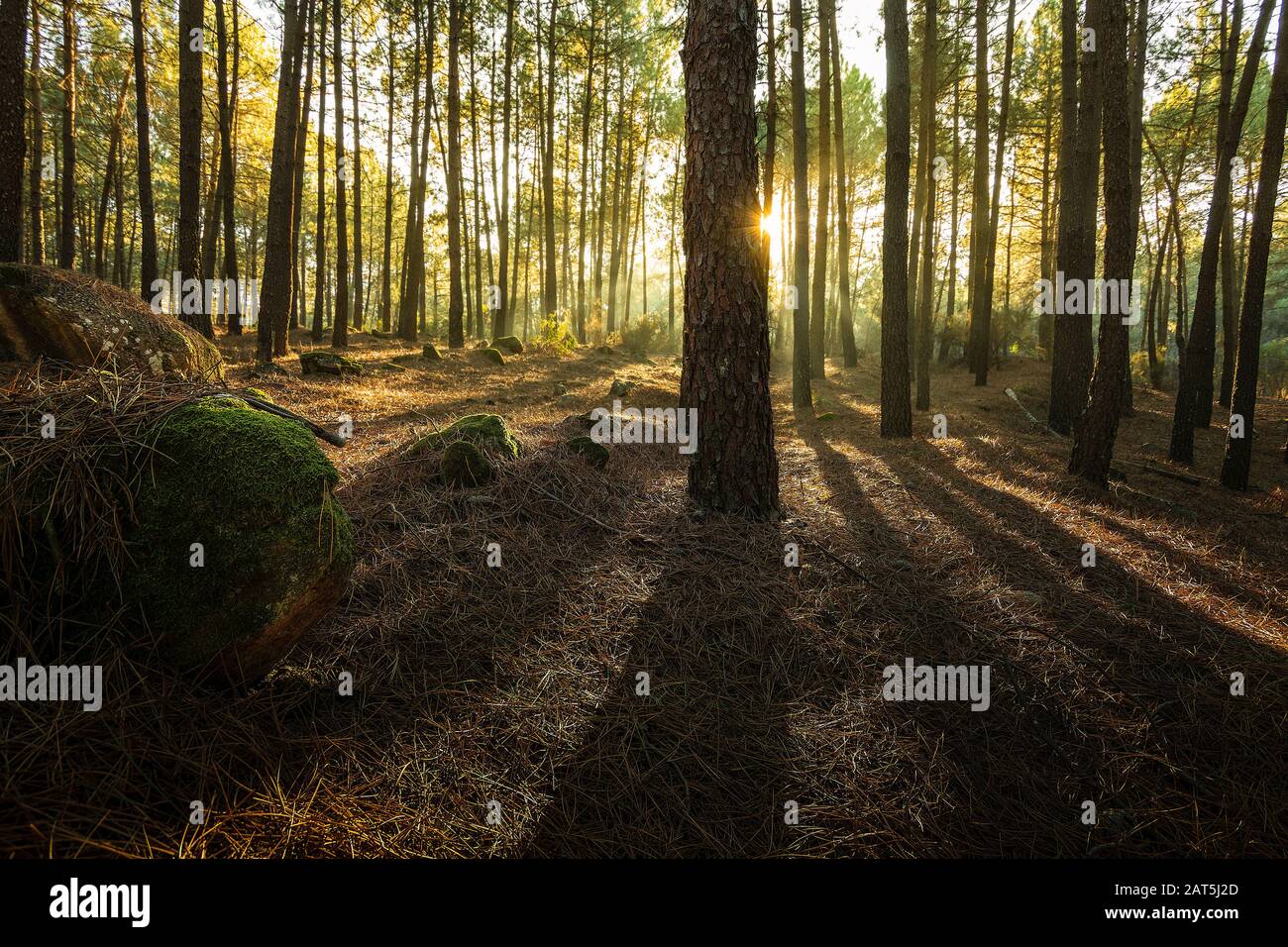 Pinewood landscape hi-res stock photography and images - Alamy