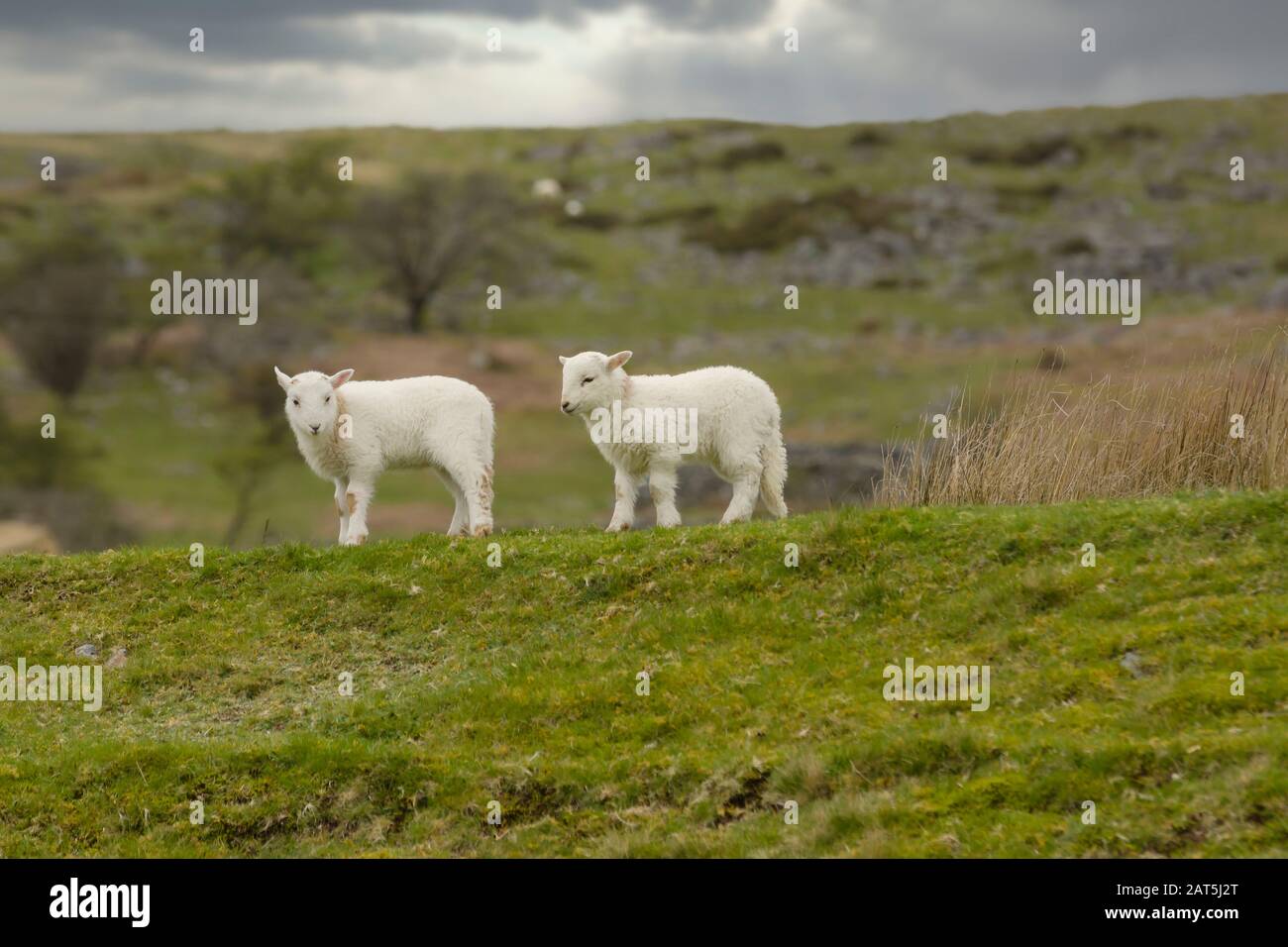 North wales sheep farming hi-res stock photography and images - Alamy