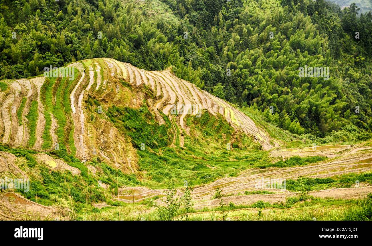 Spectacular rice terraces fields in Longsheng, China Stock Photo - Alamy