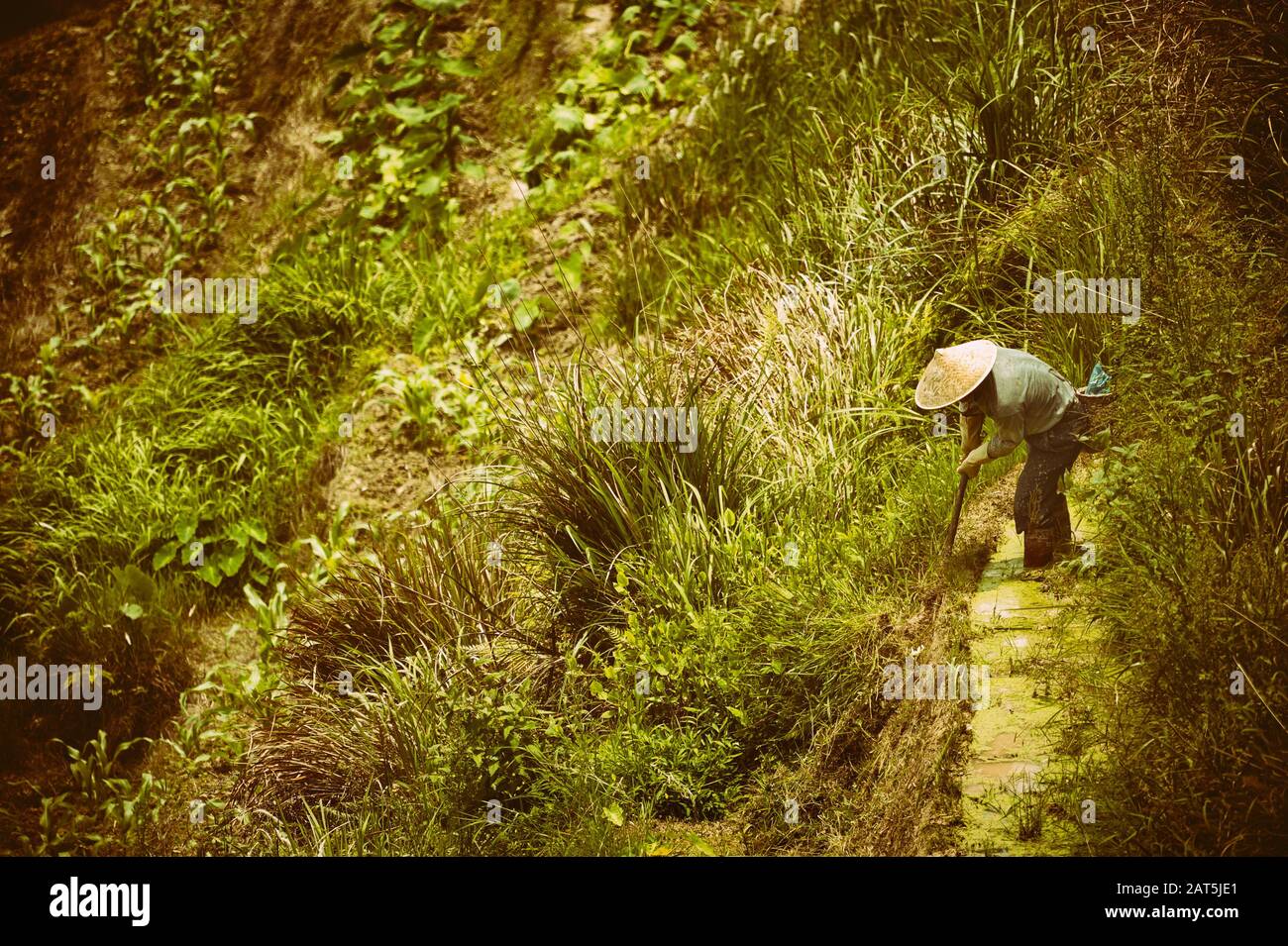 Manual agricultural worker doing maintenance job on rice terraces Stock ...