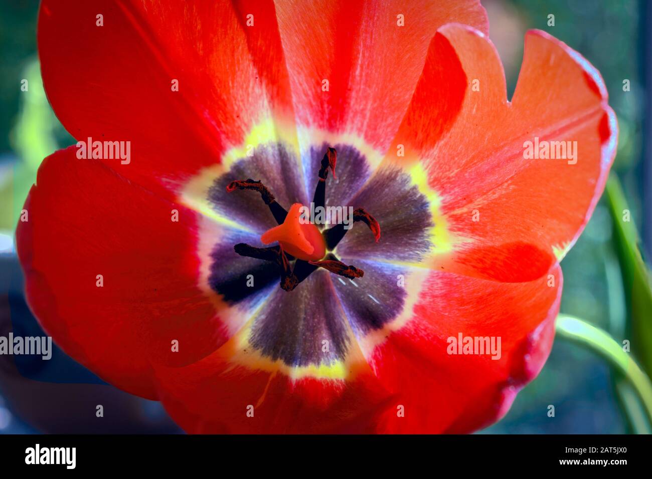 Tulip inner pattern hi-res stock photography and images - Alamy