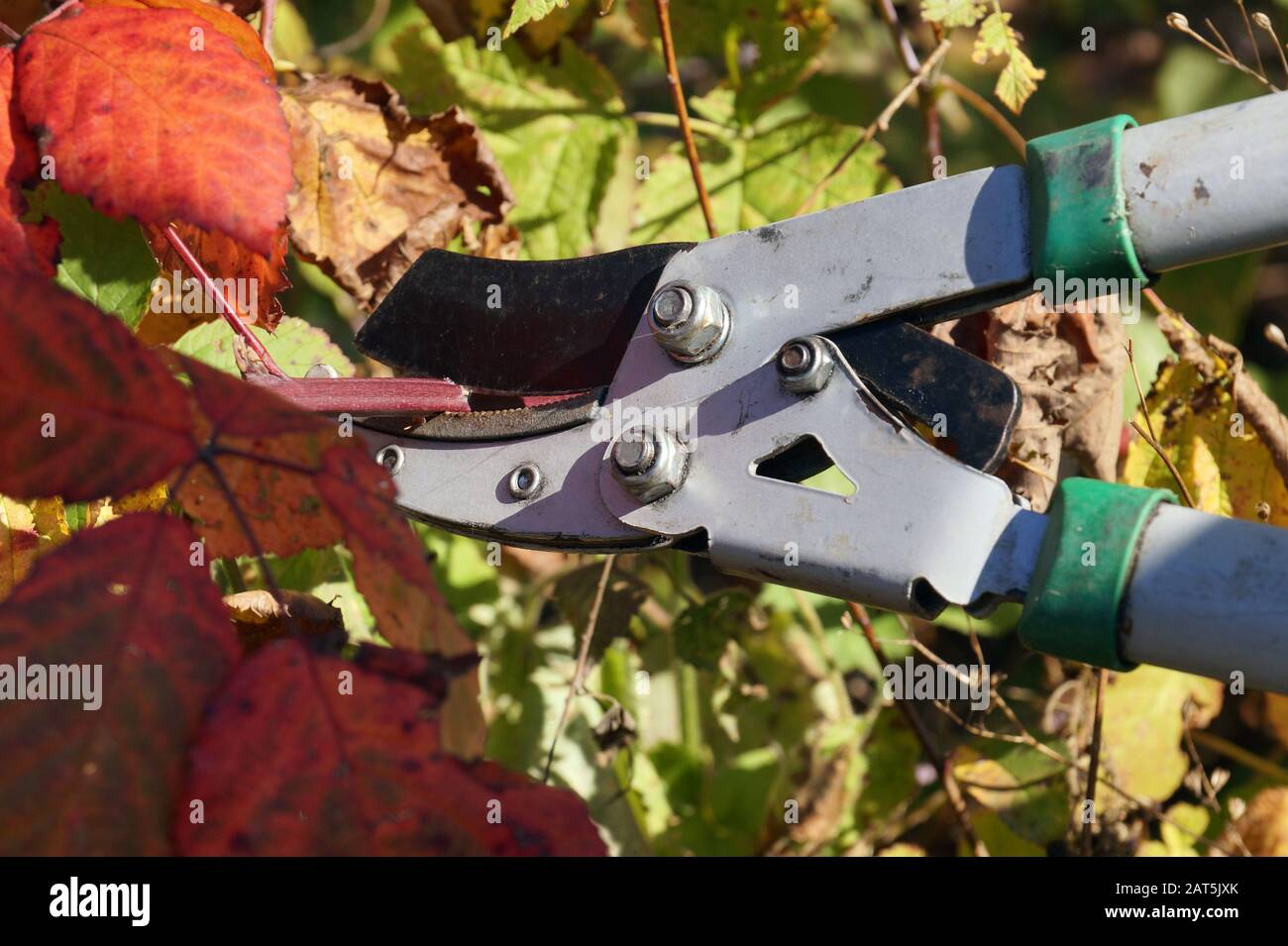 Pruning overgrown blackberry bushes. Autumn garden cleaning Stock Photo ...