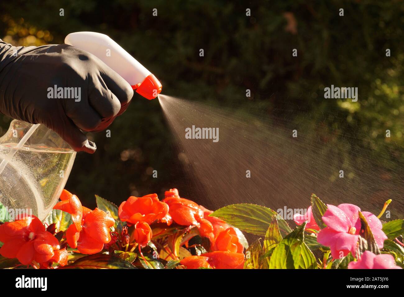 Hand washer in action. Fighting diseases and insects that attack plants ...