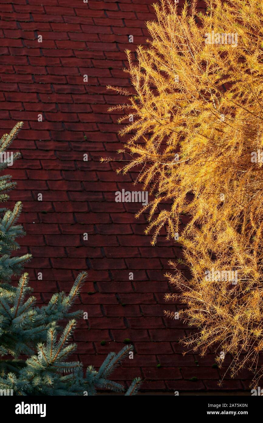 Larch roof hi-res stock photography and images - Alamy