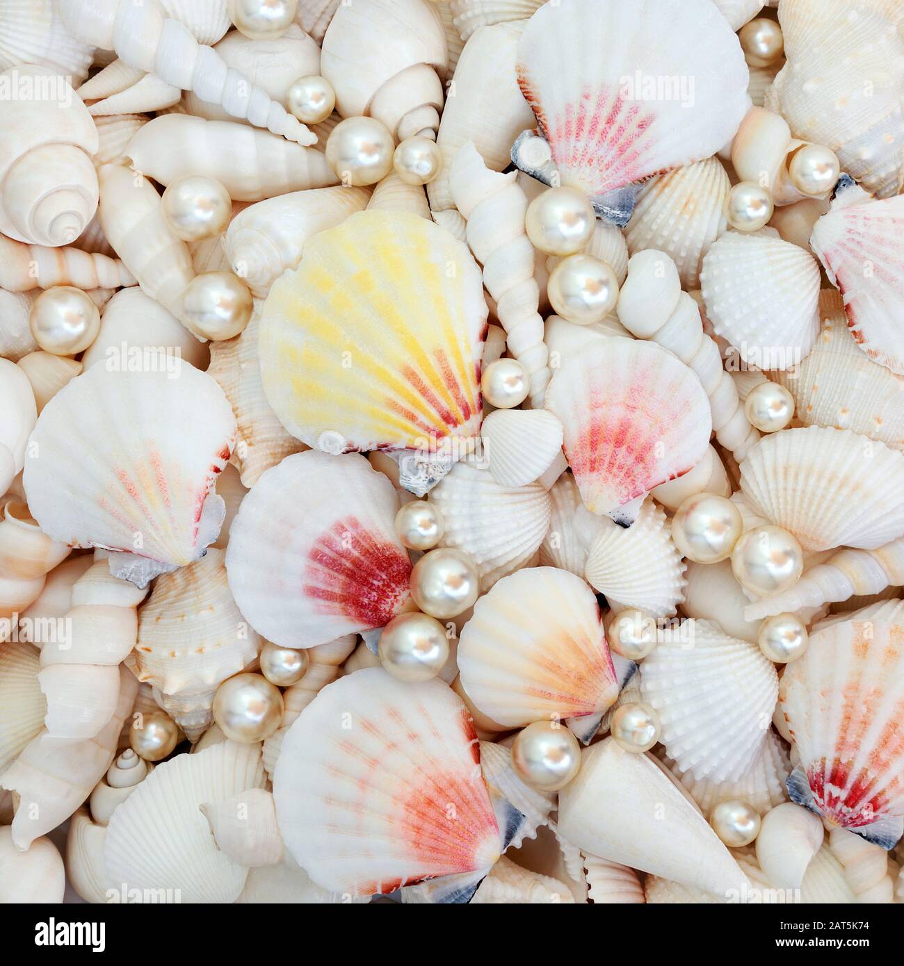 Scallops Pearls