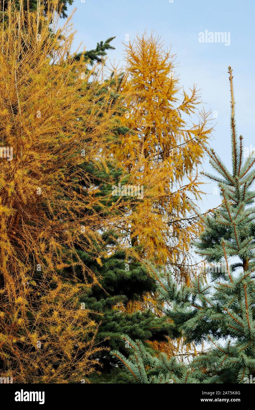 Yellow larch branch in hi-res stock photography and images - Alamy