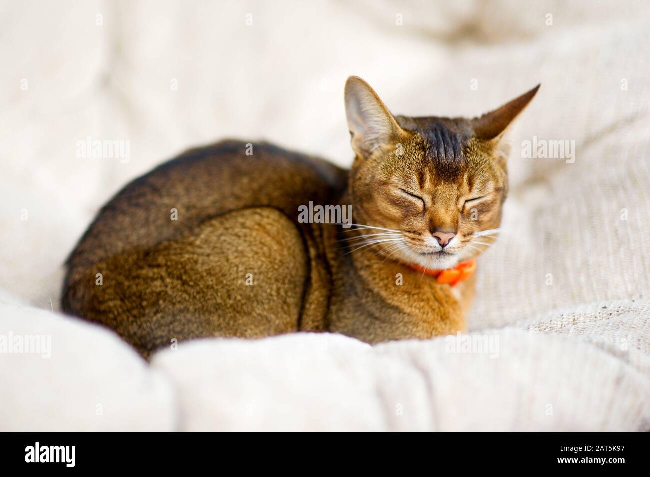 Abyssinian cat resting in a soft chair with eyes closed. Close up Stock ...