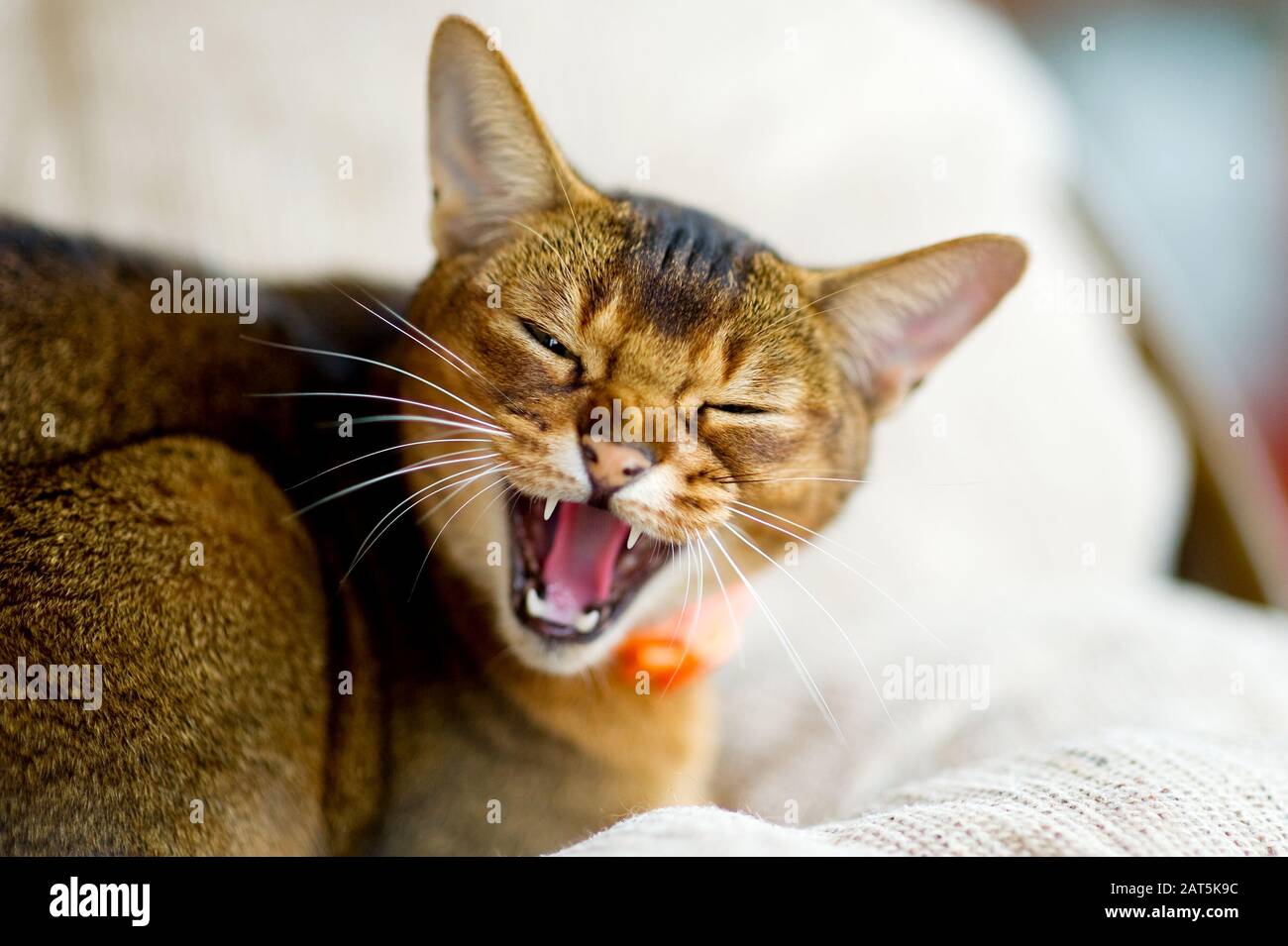 Cat showing its fangs hi-res stock photography and images - Alamy