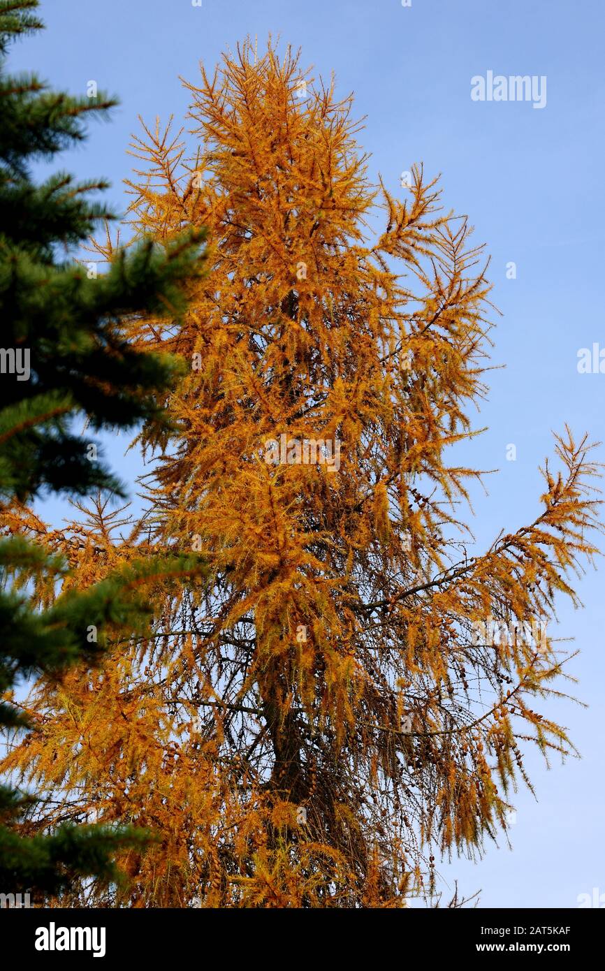 larch and spruce in autumn Stock Photo - Alamy