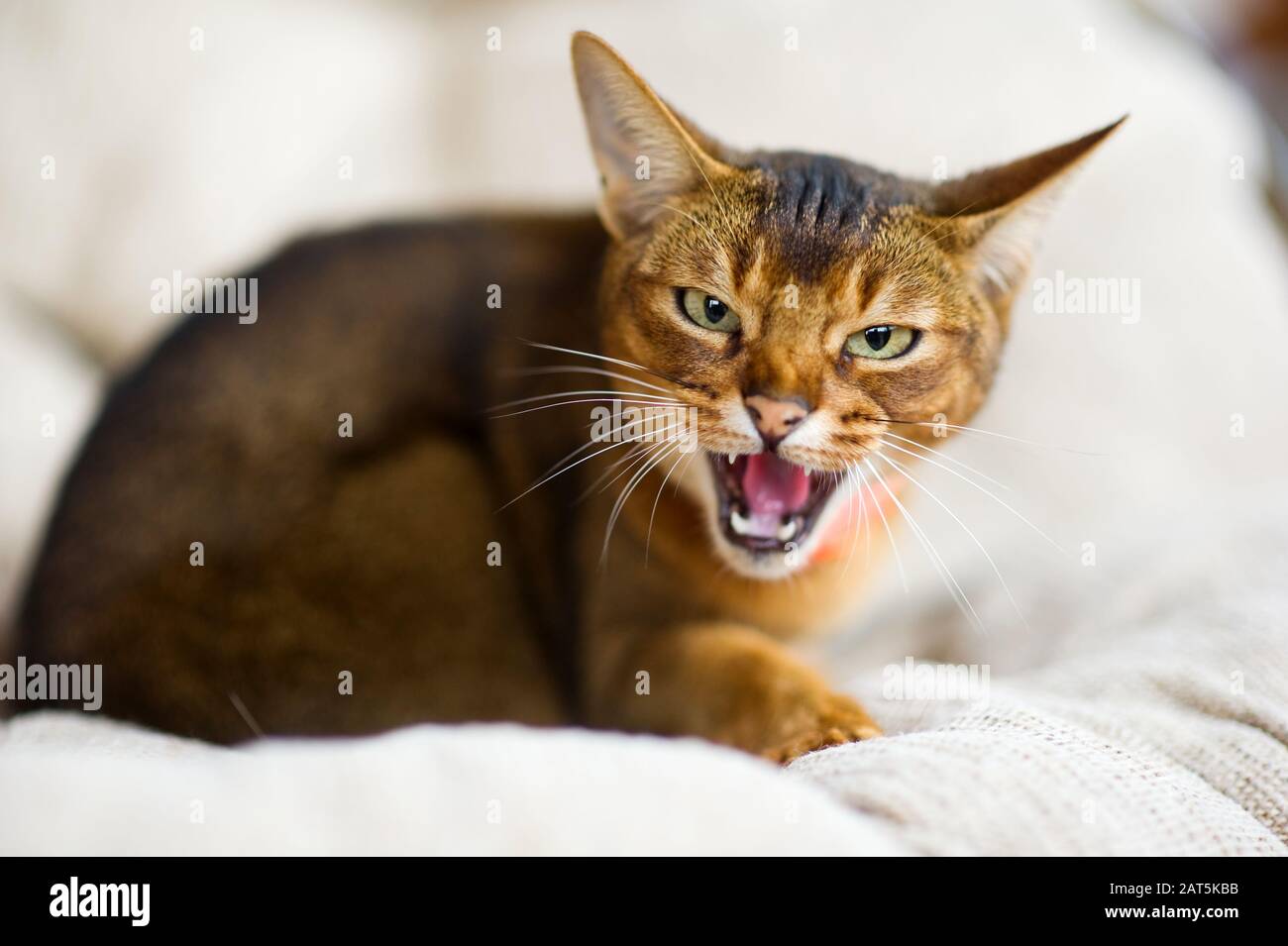 Angry cat showing teeth hi-res stock photography and images - Alamy
