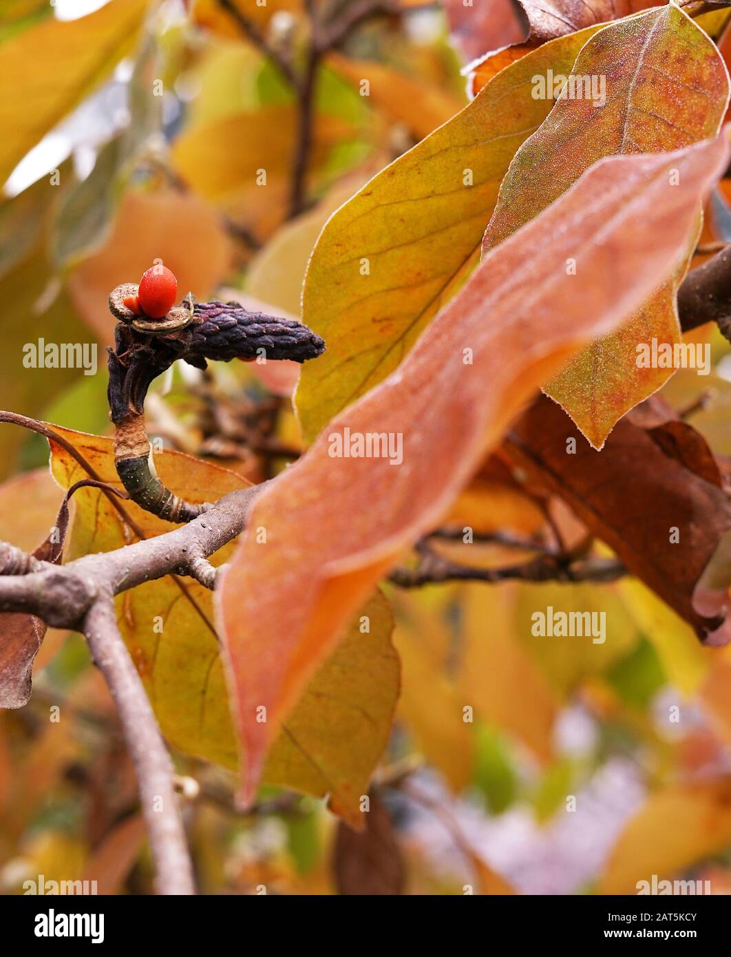 Magnolia leaves hi-res stock photography and images - Alamy