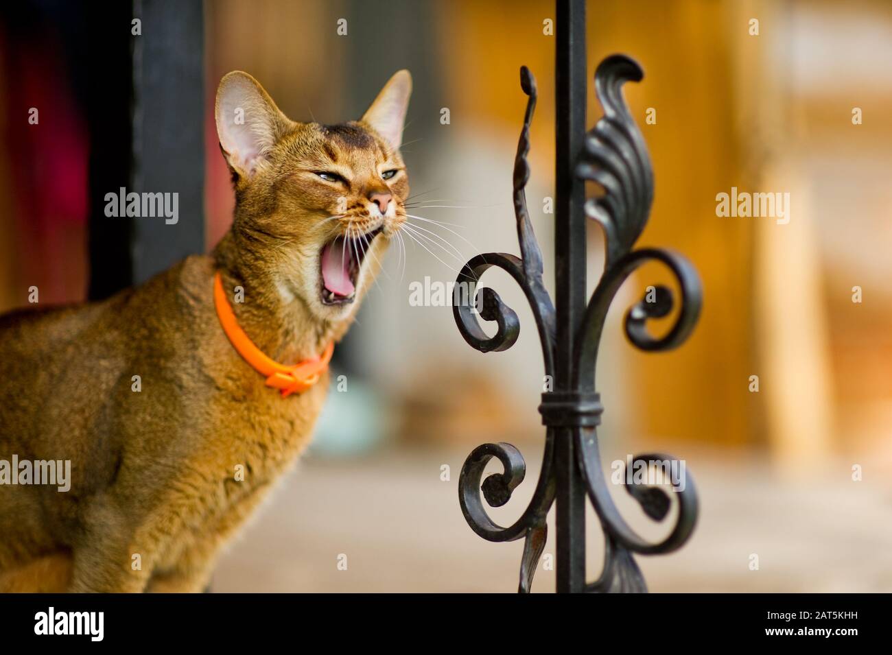 Abyssinian cat standing hi-res stock photography and images - Alamy