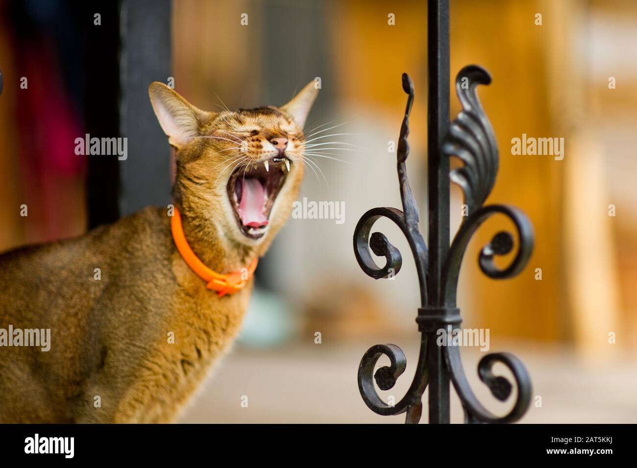 close-up portrait of a yawning abyssinian cat standing near a metal ...