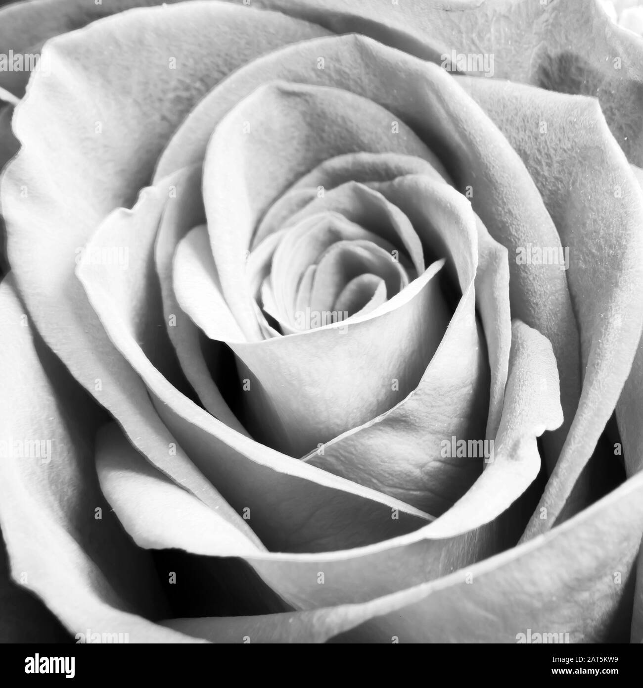 Nice rose flower hi-res stock photography and images - Alamy