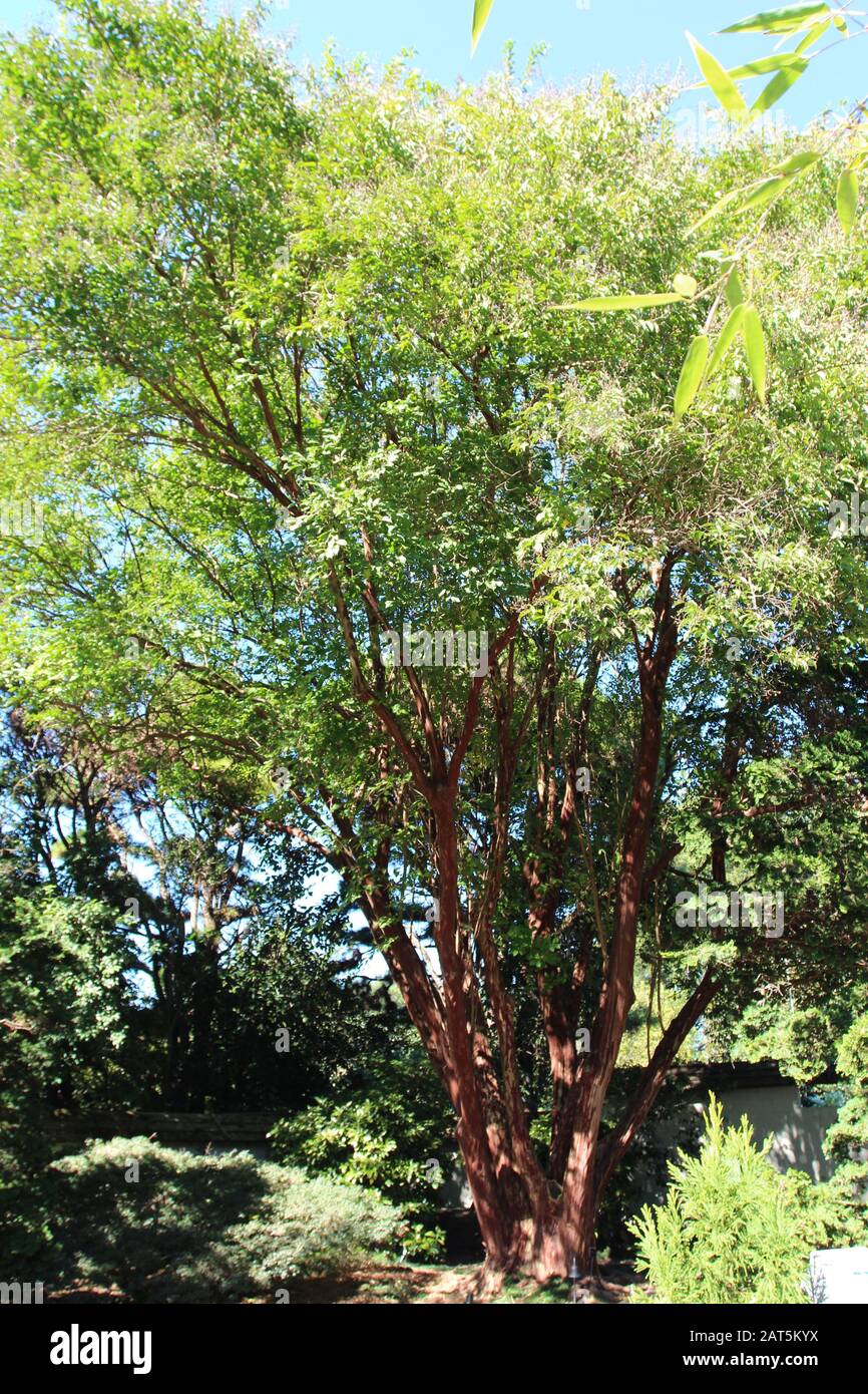 Japanese crepe myrtle hi-res stock photography and images - Alamy