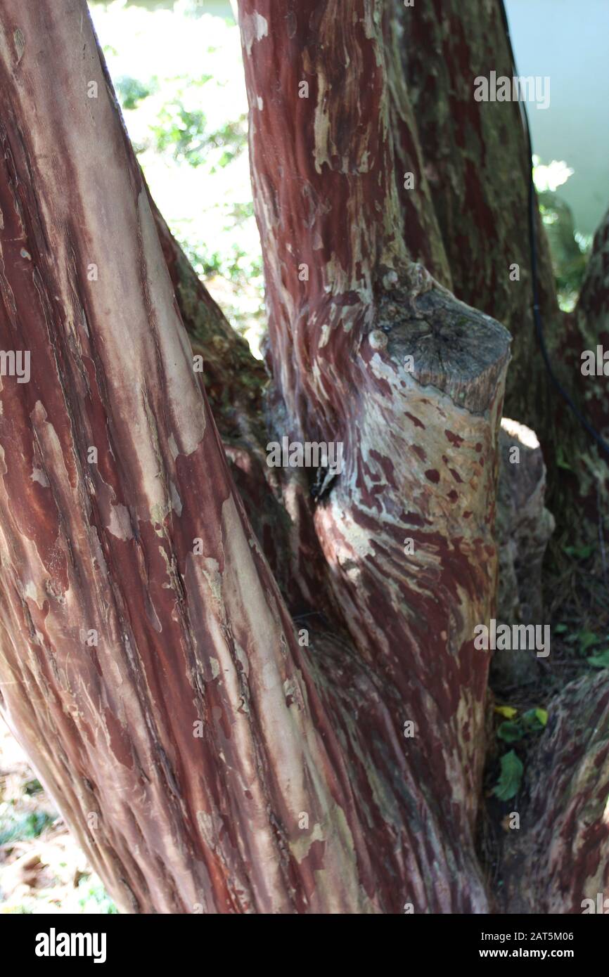 Japanese crepe myrtle hi-res stock photography and images - Alamy