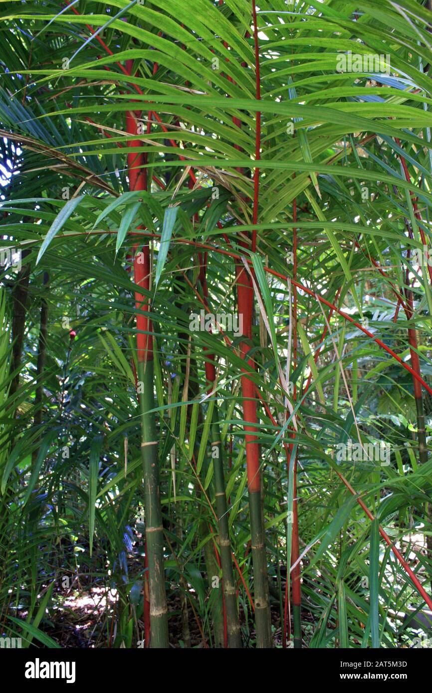Red and green Bamboo growing in a rainforest in Papaikou, Hawaii, USA ...
