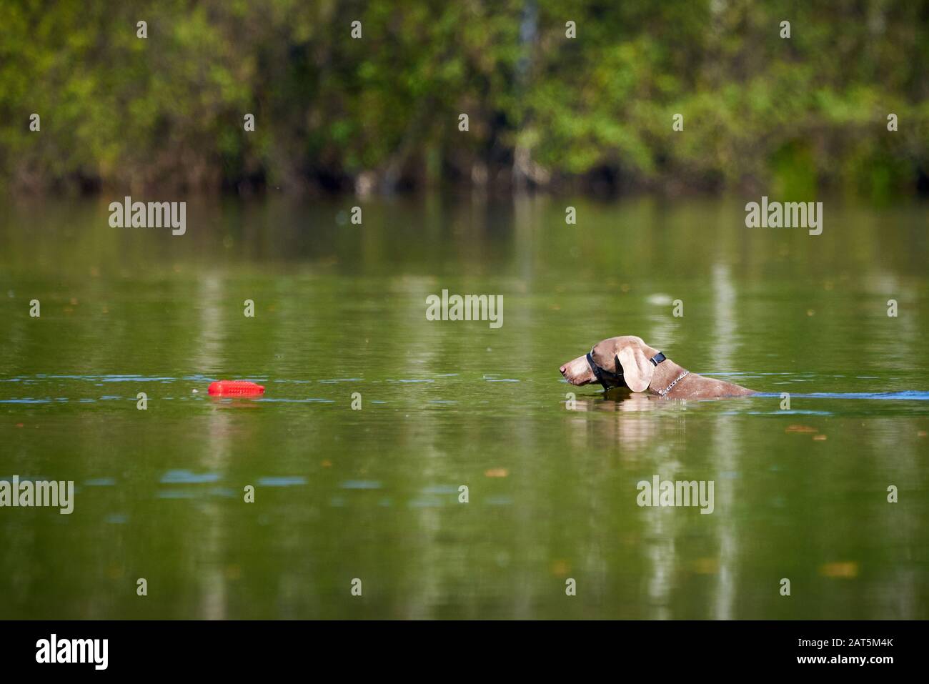 Fetch in lake hi-res stock photography and images - Alamy