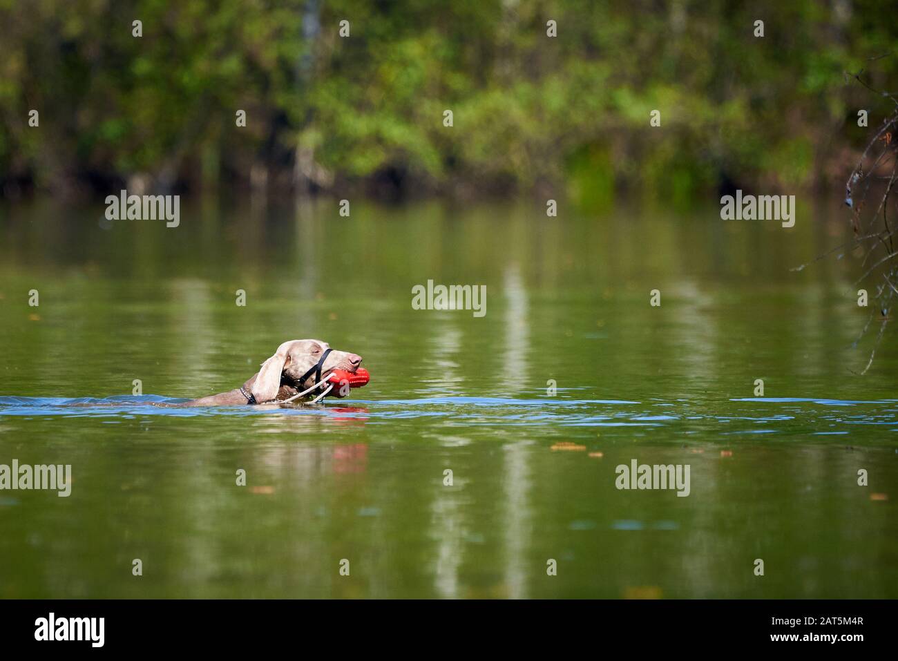 Dog Playing Fetch in Lake Stock Photo - Alamy