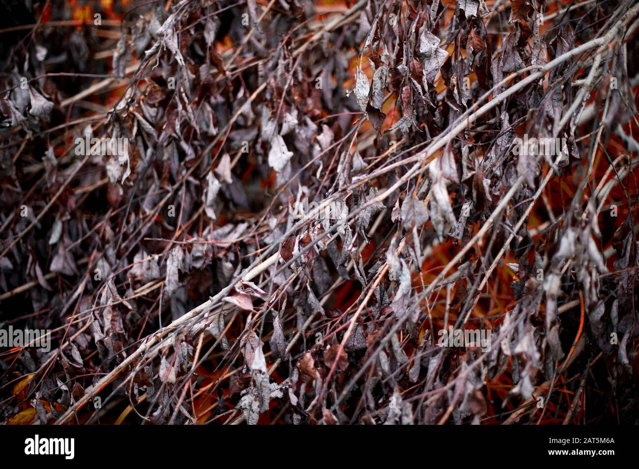 branches of a fallen tree with dry lifeless leaves, behind which you ...