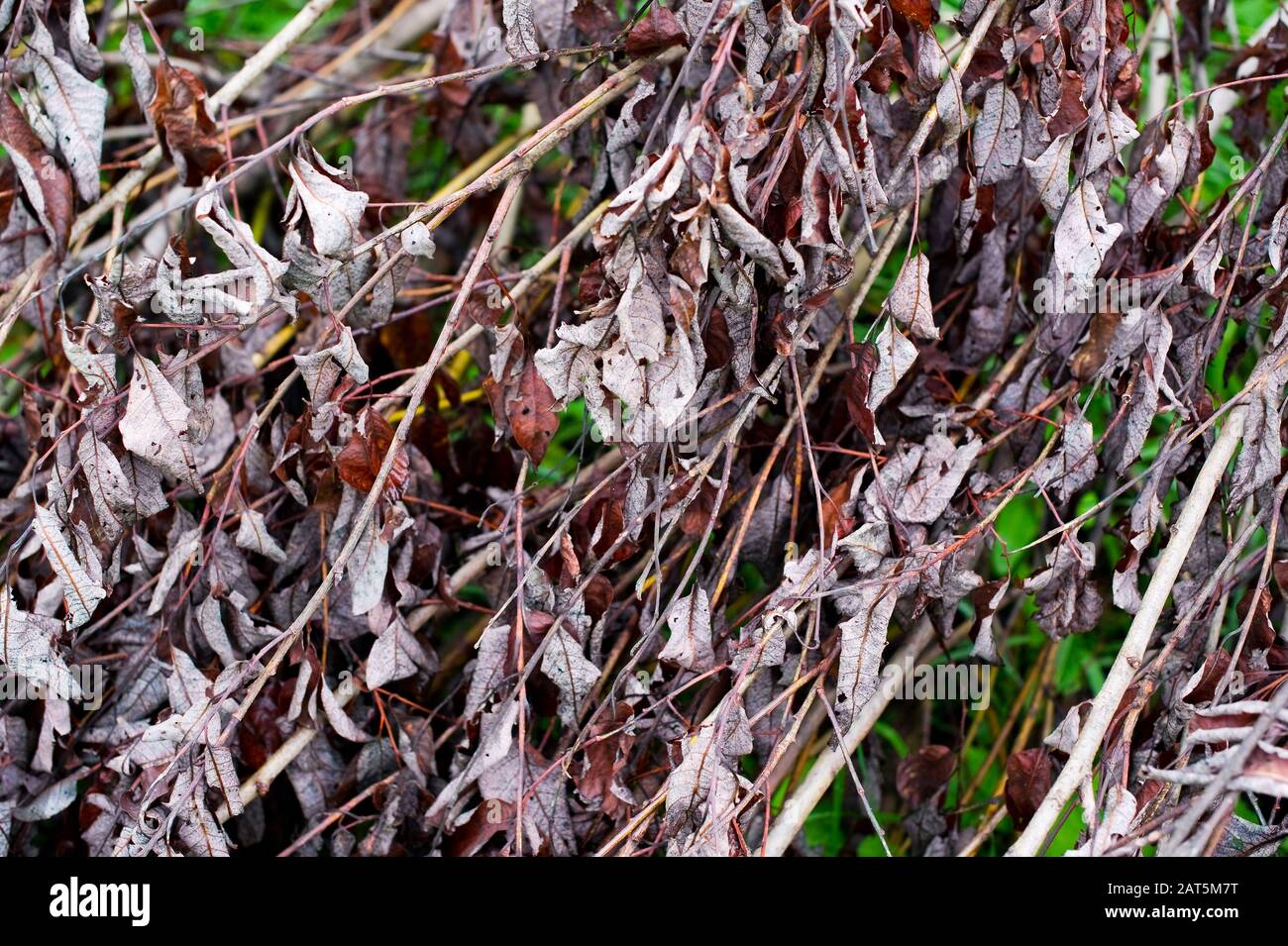 branches of a fallen tree with dry lifeless leaves, behind which you ...