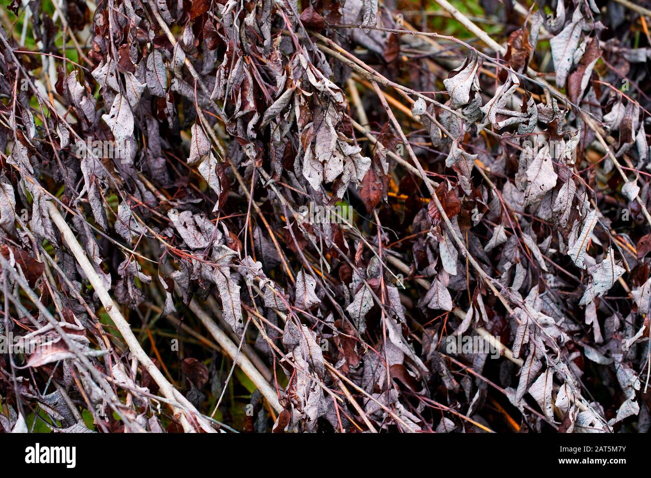branches of a fallen tree with dry lifeless leaves, behind which you ...