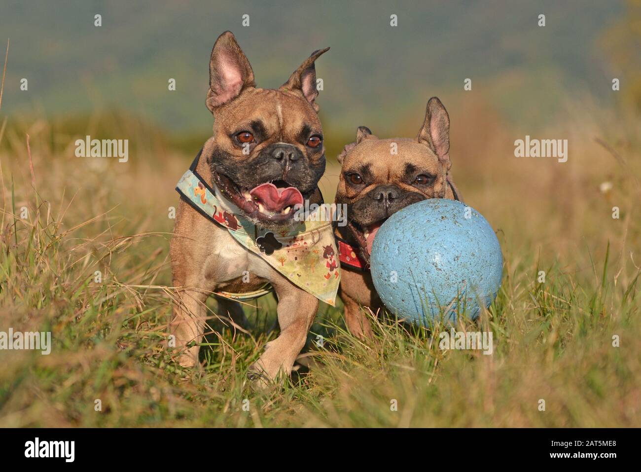 How Big Are French Bulldog Balls