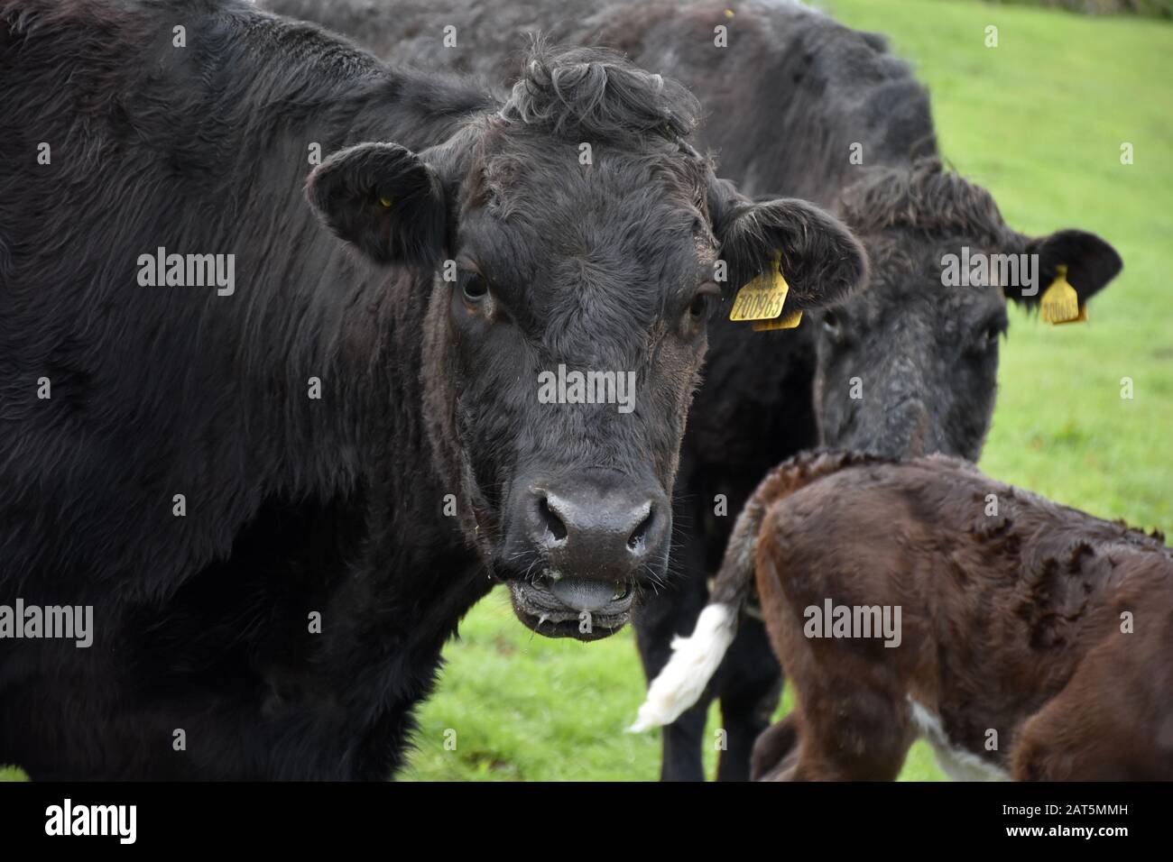 Adorable cluster of cows on a farm in England Stock Photo - Alamy