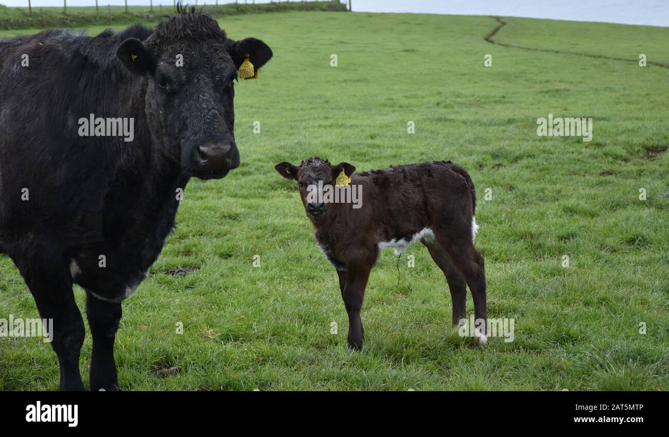 Adorable calf and cow standing in a large grassy field Stock Photo - Alamy