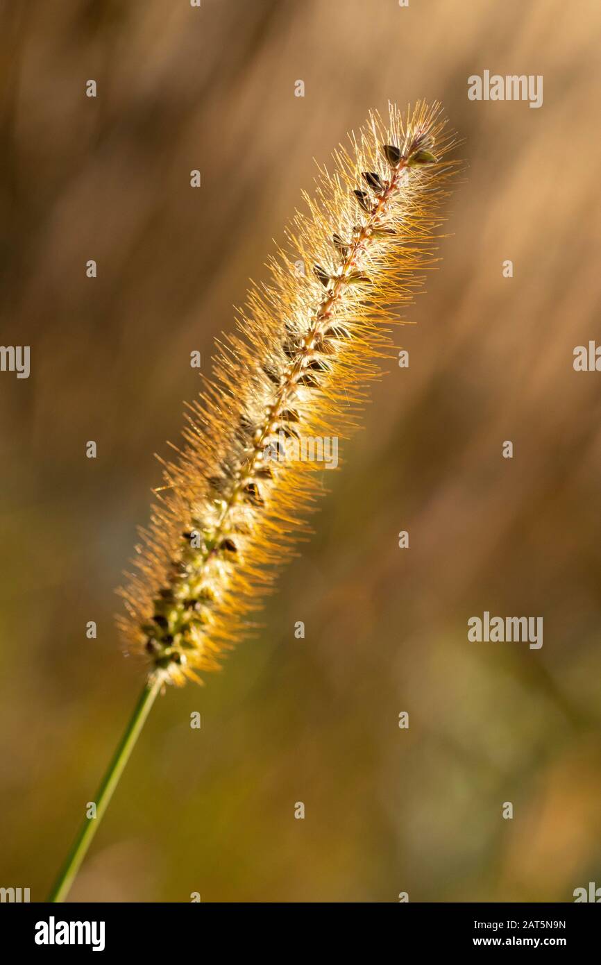 Fuzzy grass hi-res stock photography and images - Alamy