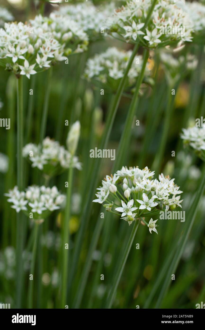 Many tiny white flowers hi-res stock photography and images - Alamy