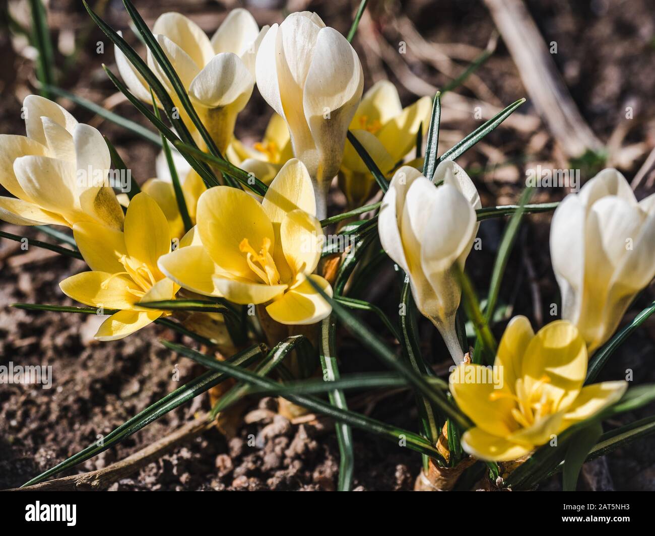 Early spring flowers on a grass background Stock Photo - Alamy