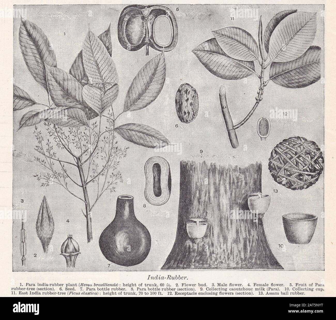 India Rubber Plant High Resolution Stock Photography and Images - Alamy