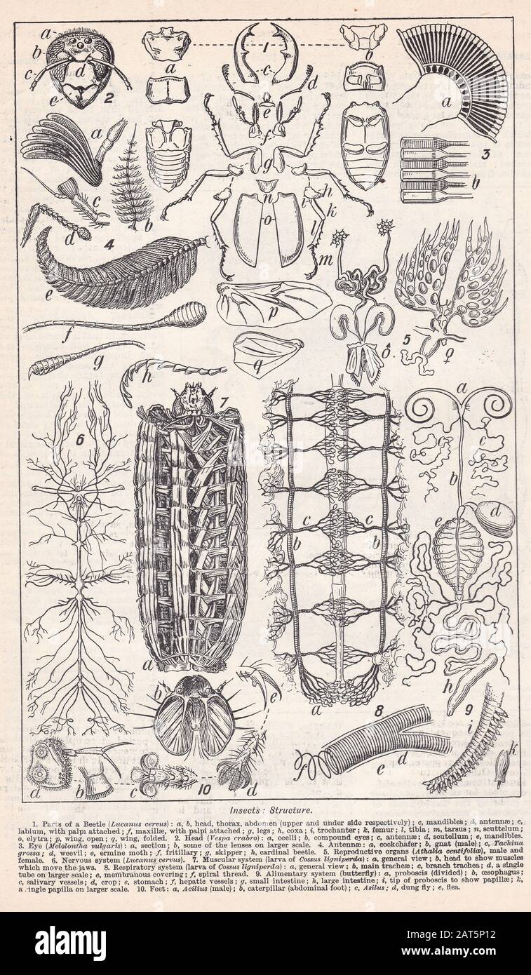 Vintage illustrations of the Structure of Insects Stock Photo - Alamy