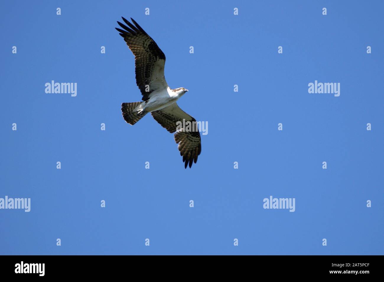 Osprey soaring hi-res stock photography and images - Alamy