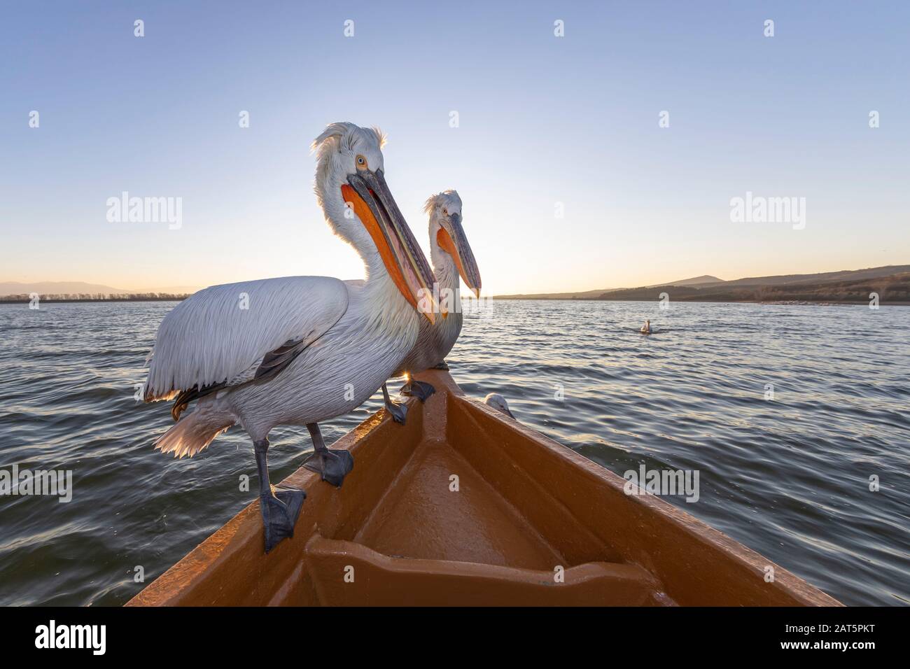 Dalmatian pelican from Greece Stock Photo - Alamy