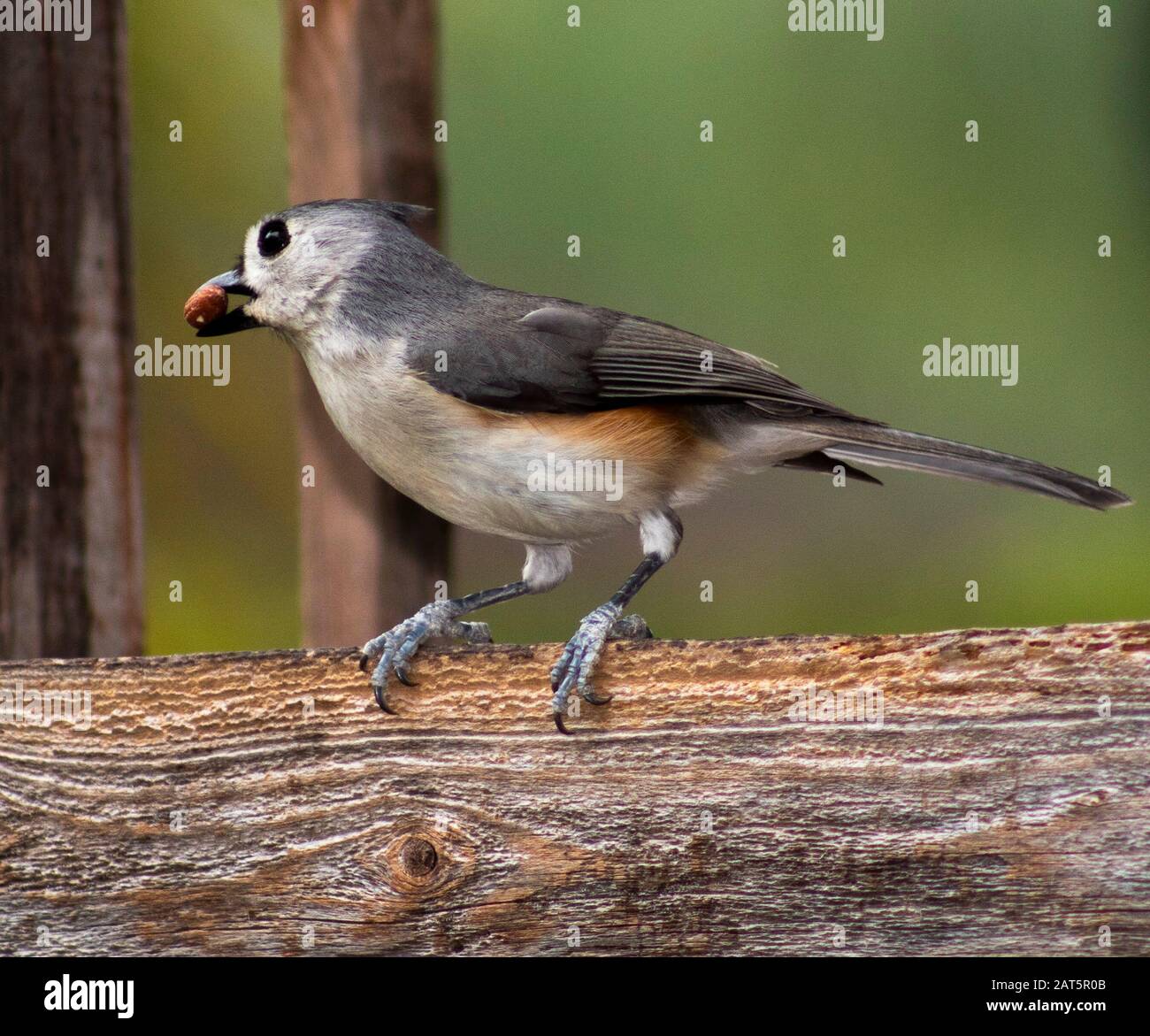 Tufted titmouse bird feeder hi-res stock photography and images - Alamy