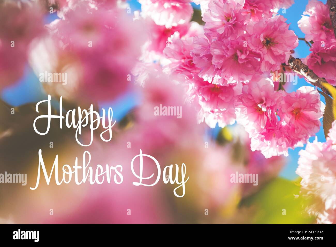 Happy Mothers Day phrase. Beautiful nature scene with blooming cherry tree in spring. Sakura ...