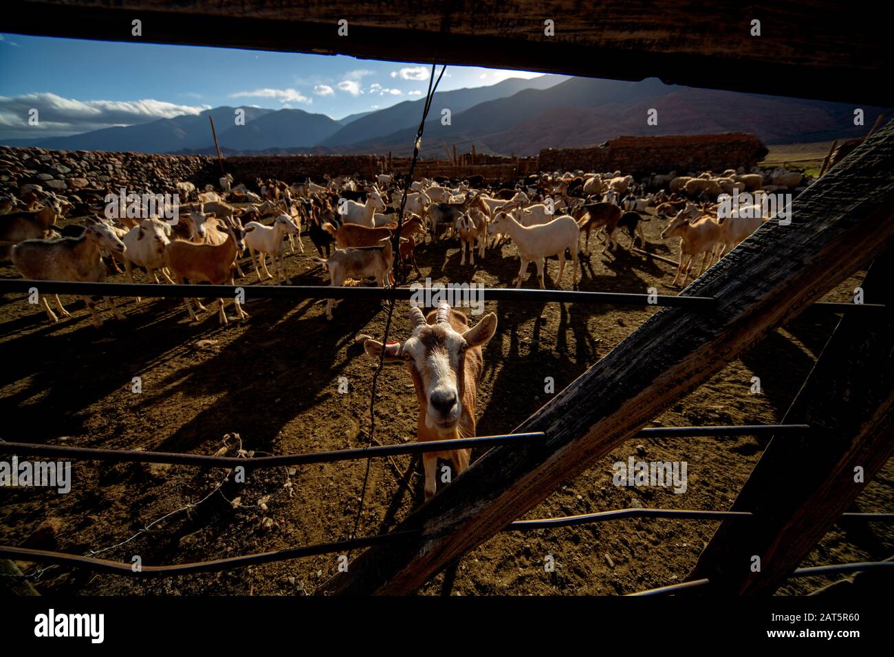 Corral with goats from a family living hugh up on the Andes Mountains ...