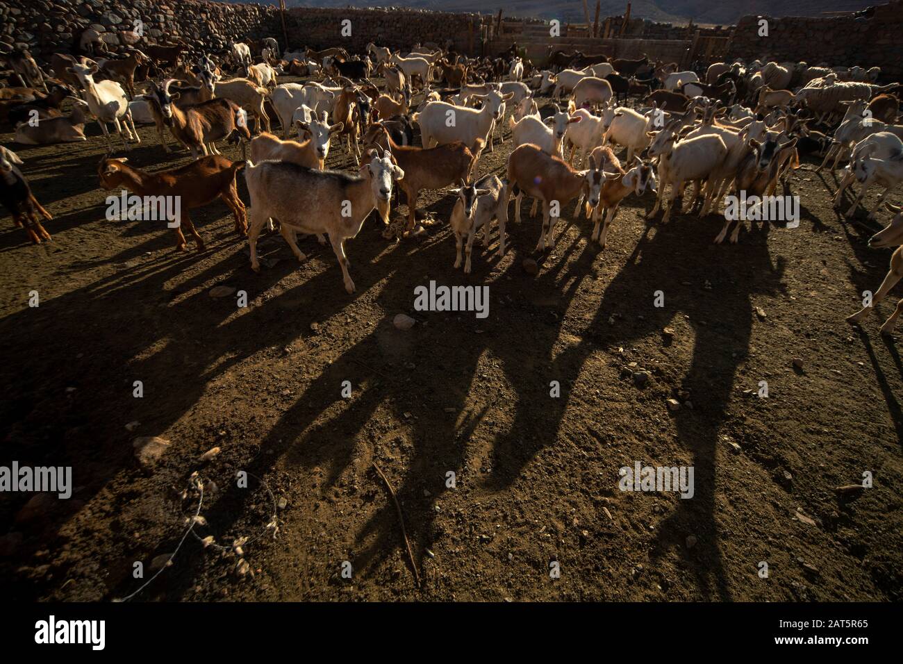 Corral with goats from a family living hugh up on the Andes Mountains ...