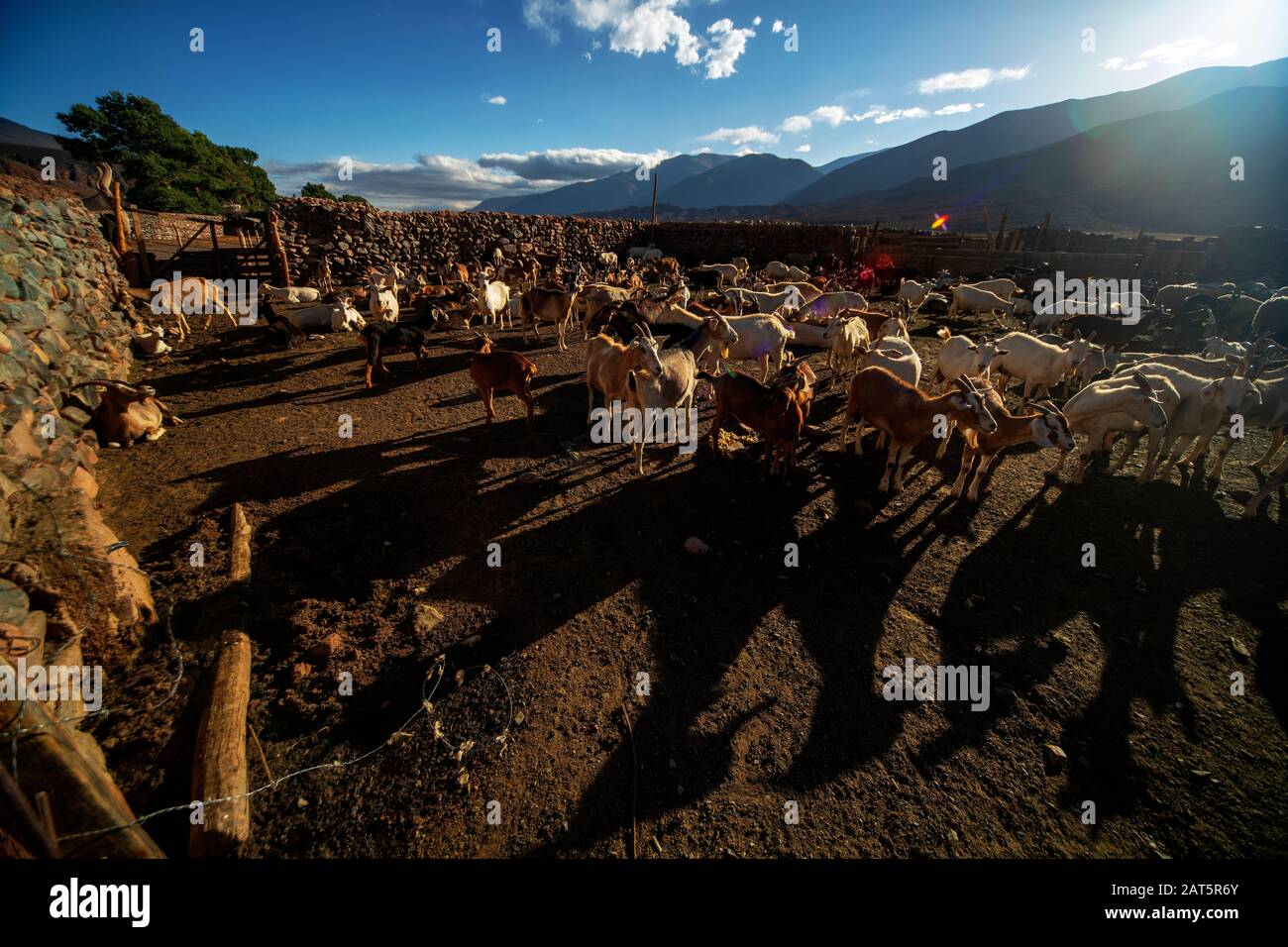 Corral with goats from a family living hugh up on the Andes Mountains ...