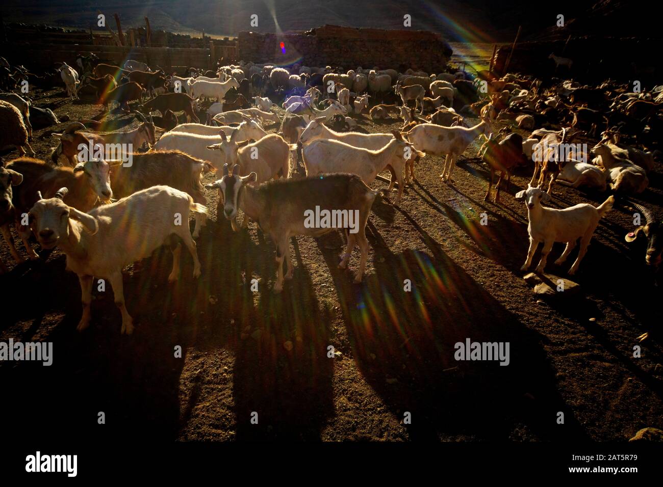 Corral with goats from a family living hugh up on the Andes Mountains ...